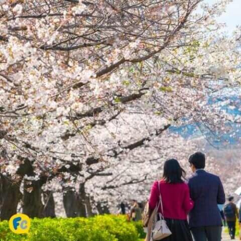 Showa Day in Japan: A Tribute to History and Reflection