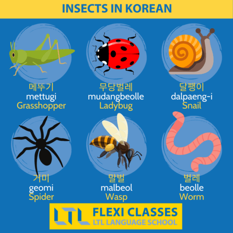 Animals in Korean (170+) // The Ultimate Guide + Flashcards & Quiz