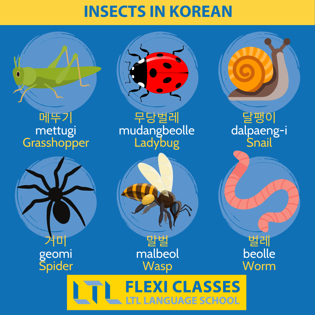 Animals in Korean (170+) // The Ultimate Guide + Flashcards & Quiz
