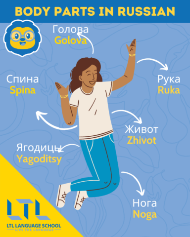 41 Body Parts🦵🏼 in Russian From Head to Toe