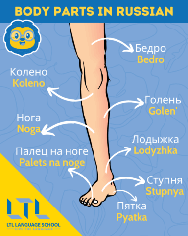 41 Body Parts🦵🏼 in Russian From Head to Toe