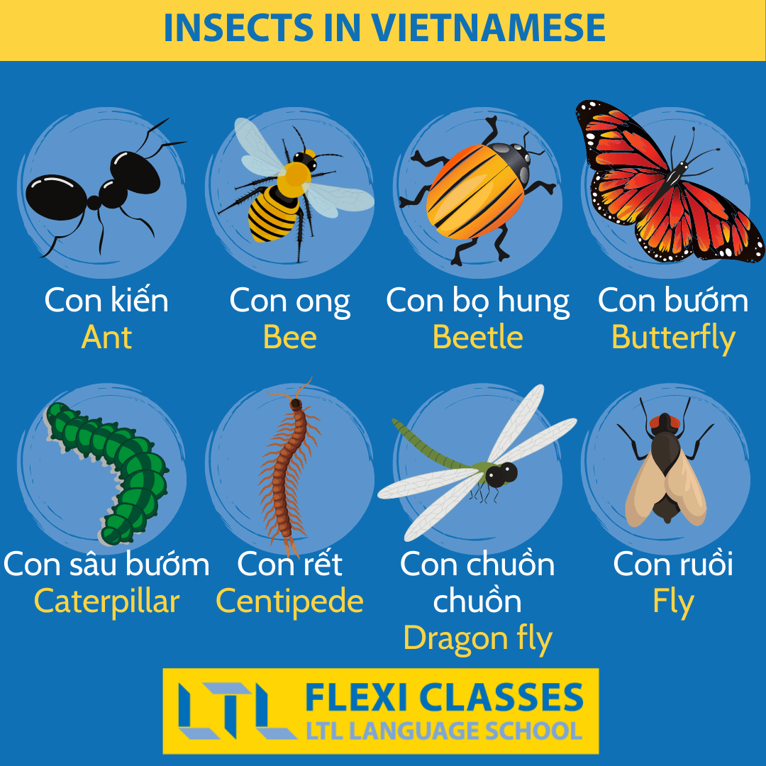 170+ Animals in Vietnamese 🦁 // Ultimate Vocab Guide & QUIZ