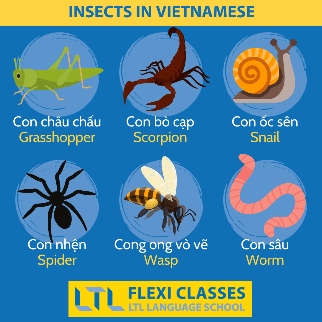 170+ Animals in Vietnamese 🦁 // Ultimate Vocab Guide & QUIZ