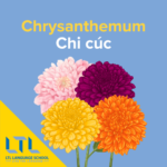 49 Flowers in Vietnamese || Vocabulary & Symbolism
