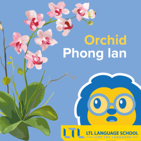 49 Flowers in Vietnamese || Vocabulary & Symbolism