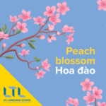 49 Flowers in Vietnamese || Vocabulary & Symbolism